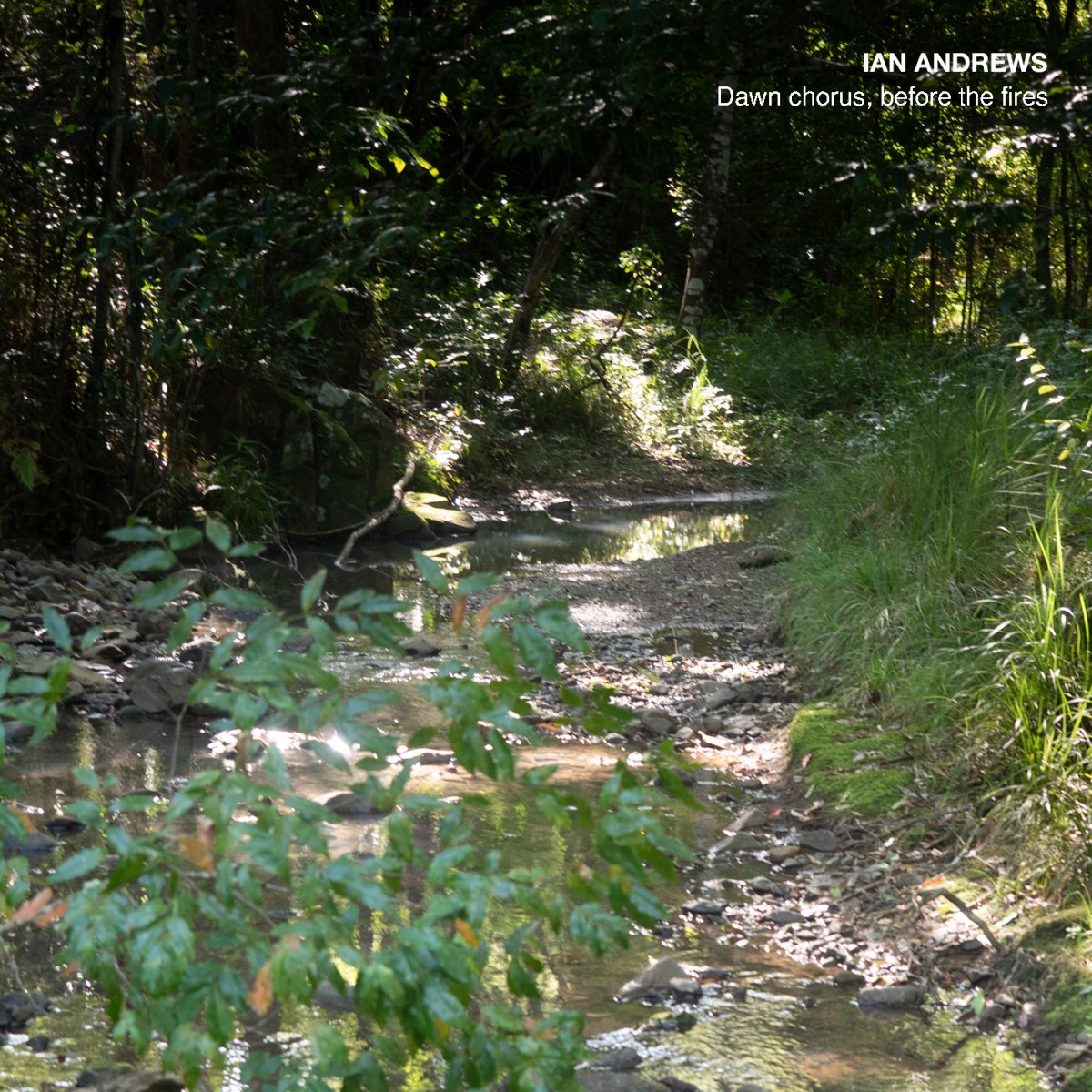 Ian Andrews ~ Dawn chorus, before the fires | a closer listen